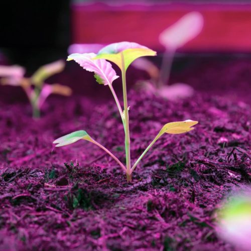 ODL fellow Callum Cooper’s show “VAVILOV” on view in Manchester - MIT ...